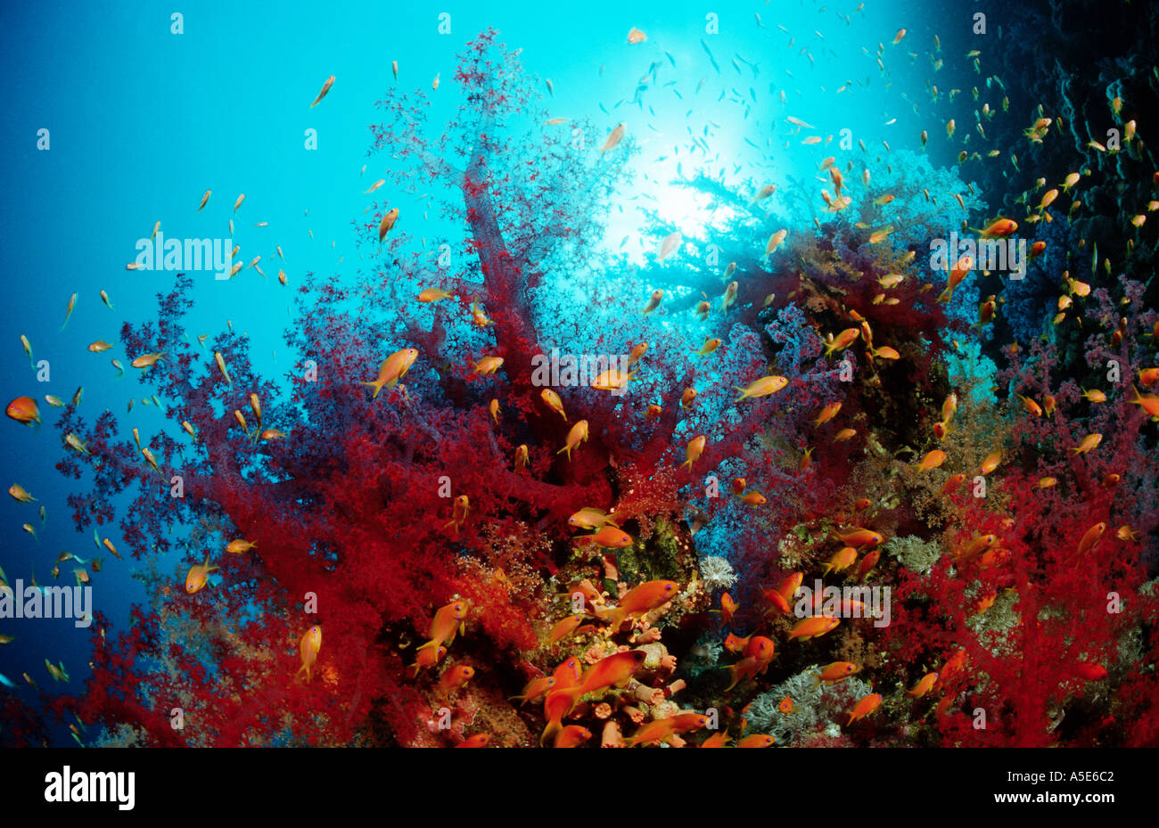 Colourful coral reef wall hi-res stock photography and images - Alamy