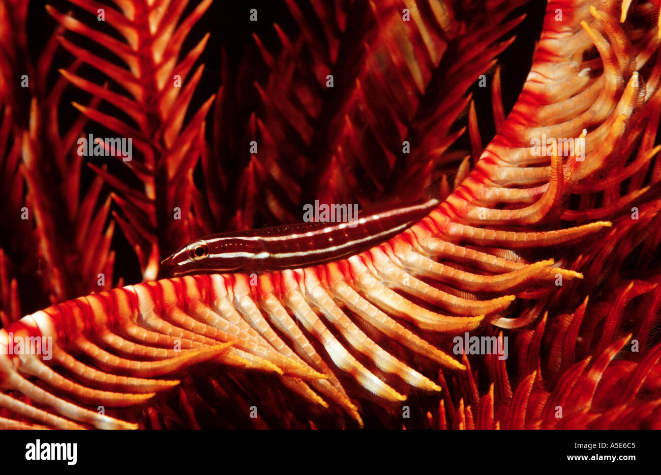 Crinoid Clingfish High Resolution Stock Photography and Images - Alamy