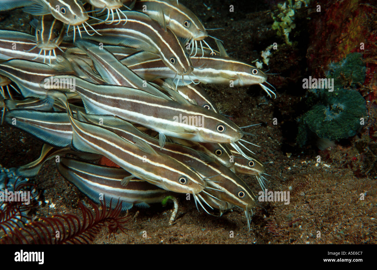 school of tropical catfish, Plotosus lineatus Stock Photo - Alamy