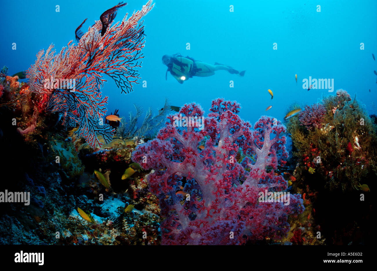 Beautiful tropical soft coral reef hi-res stock photography and images ...