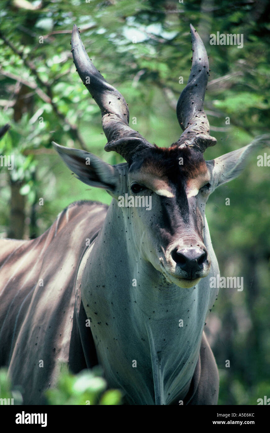 Eland bull, Tragelaphus oryx Stock Photo - Alamy