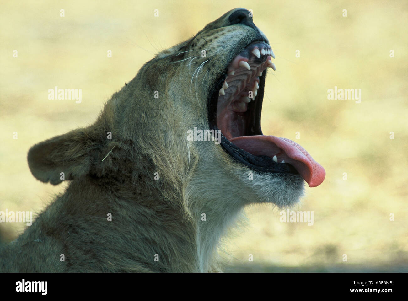 immature lion, Panthera leo Stock Photo - Alamy