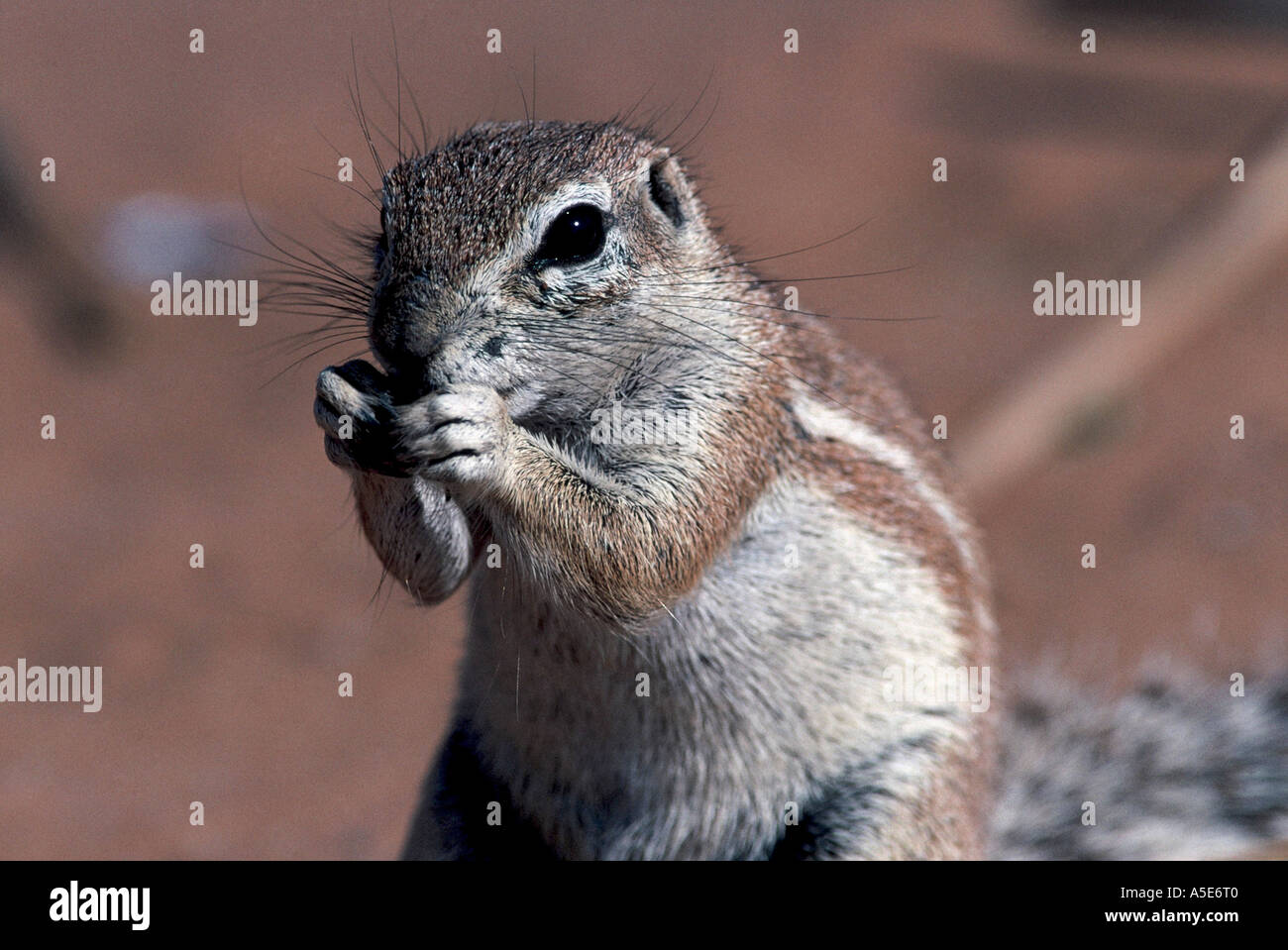 Cape Ground Squirrel, Xerus inauris Stock Photo - Alamy