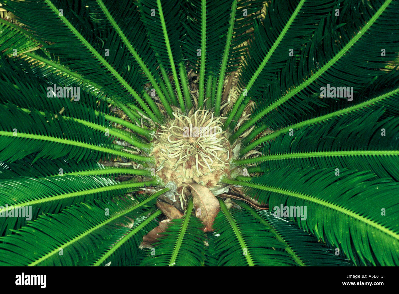 Cycad Fossil Stock Photos & Cycad Fossil Stock Images - Alamy