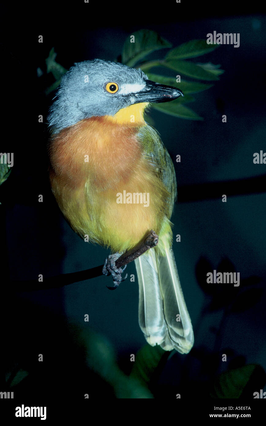 Grey-headed Bush Shrike, Malaconotus blanchoti Stock Photo - Alamy