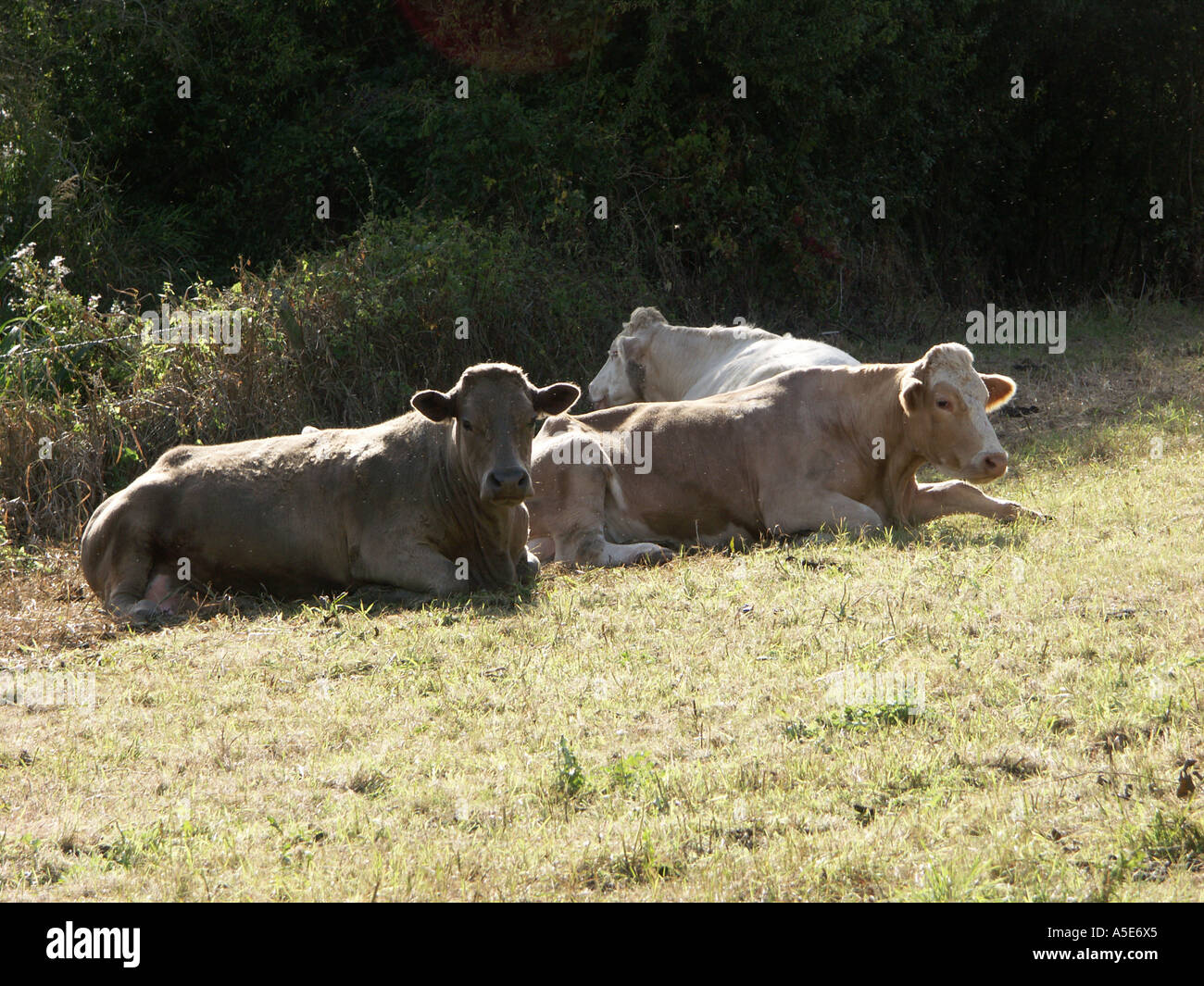 Three cows lying down hi-res stock photography and images - Alamy