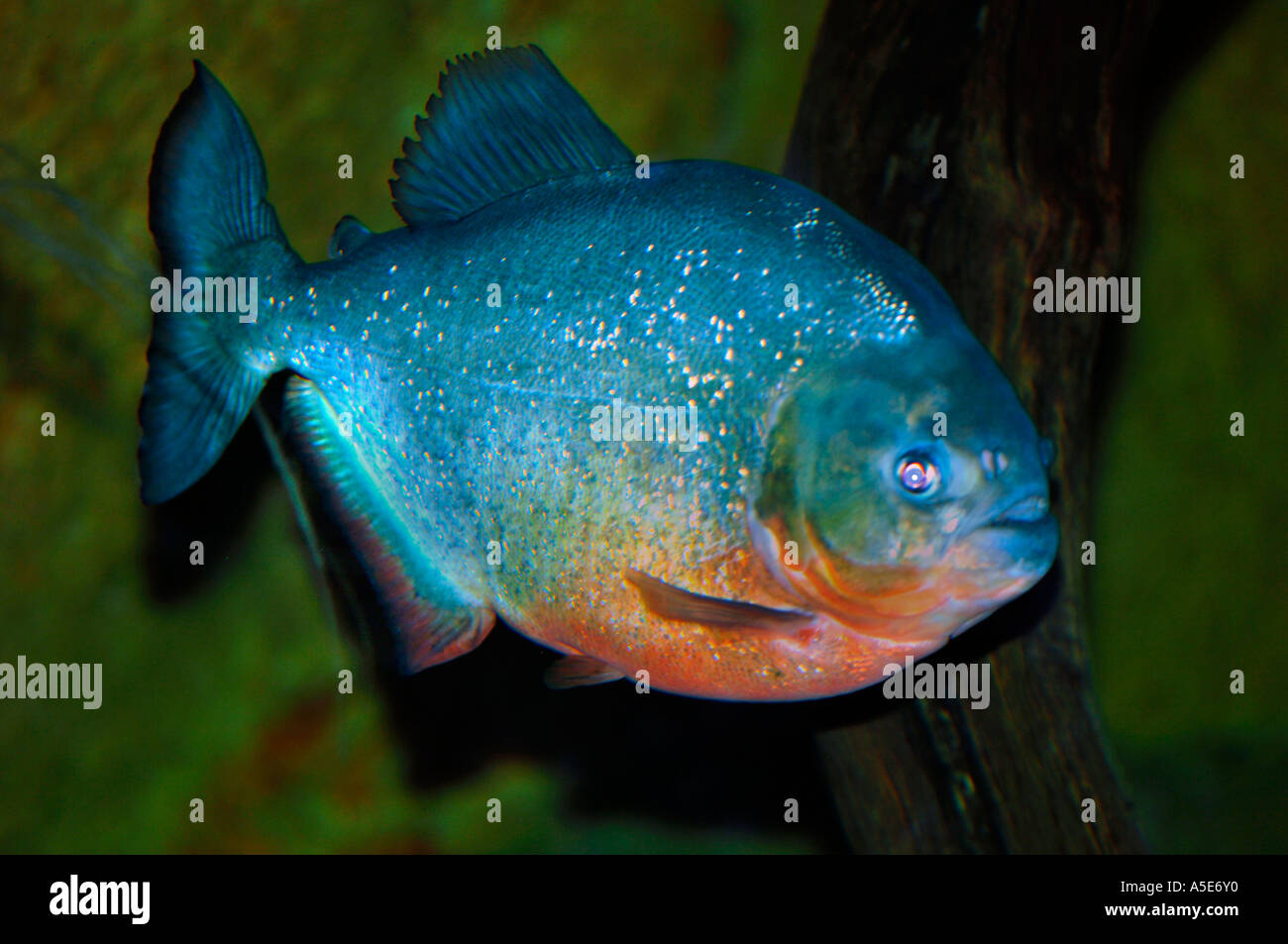 Red Bellied Piranha Fish (Pygocentrus nattern Stock Photo - Alamy