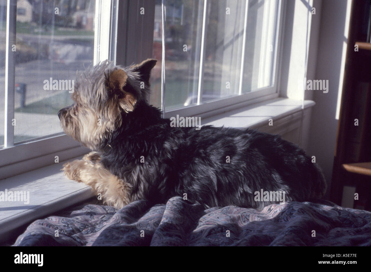 Dog looking out window at suburban neighborhood Stock Photo - Alamy