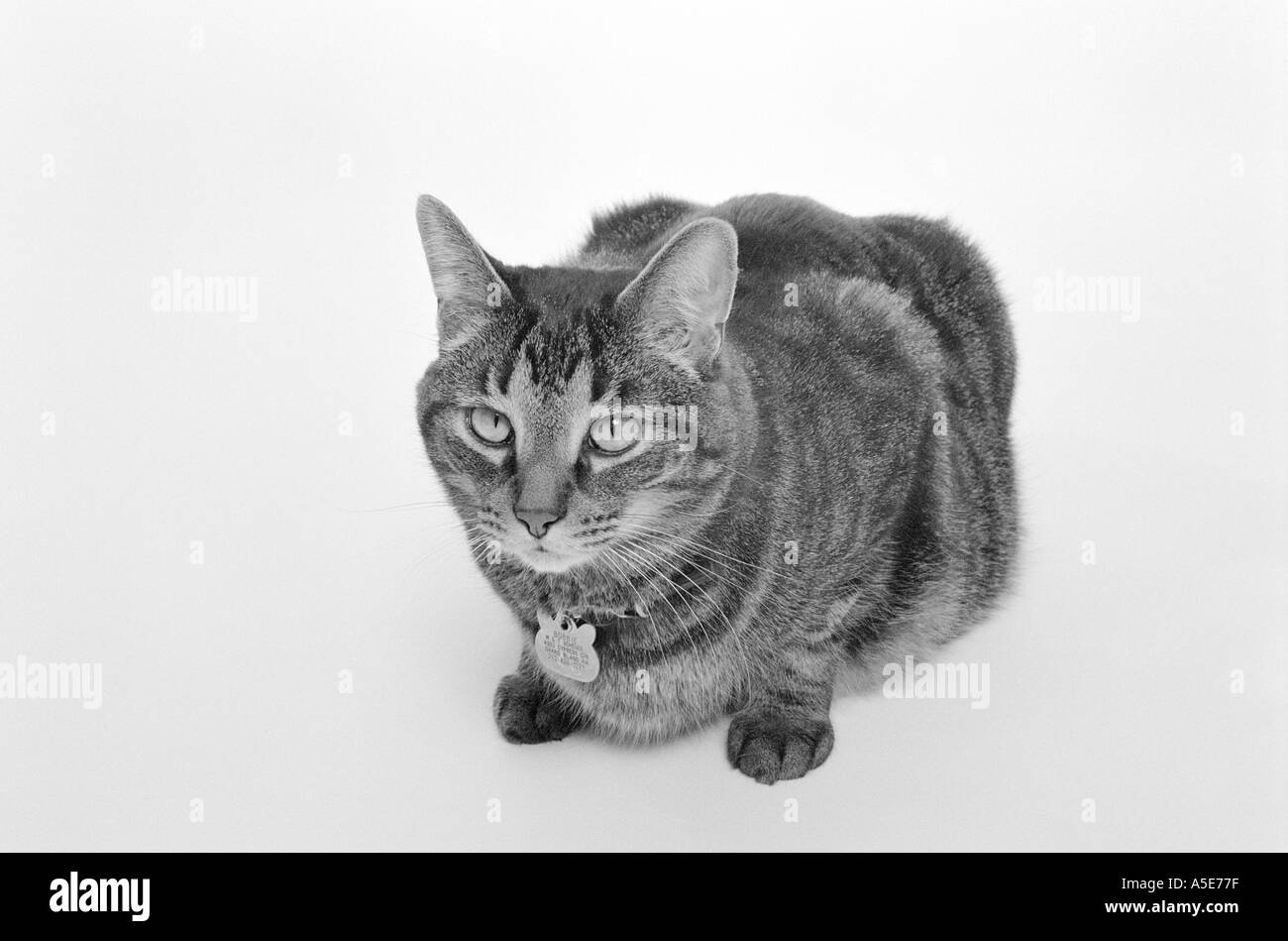 tabby cat on a plain white background Stock Photo - Alamy