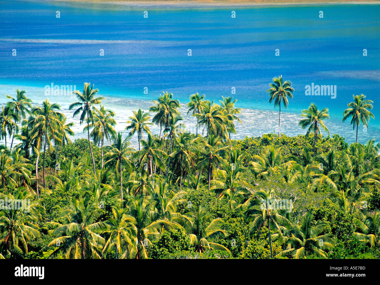 Palm trees Fiji Stock Photo - Alamy