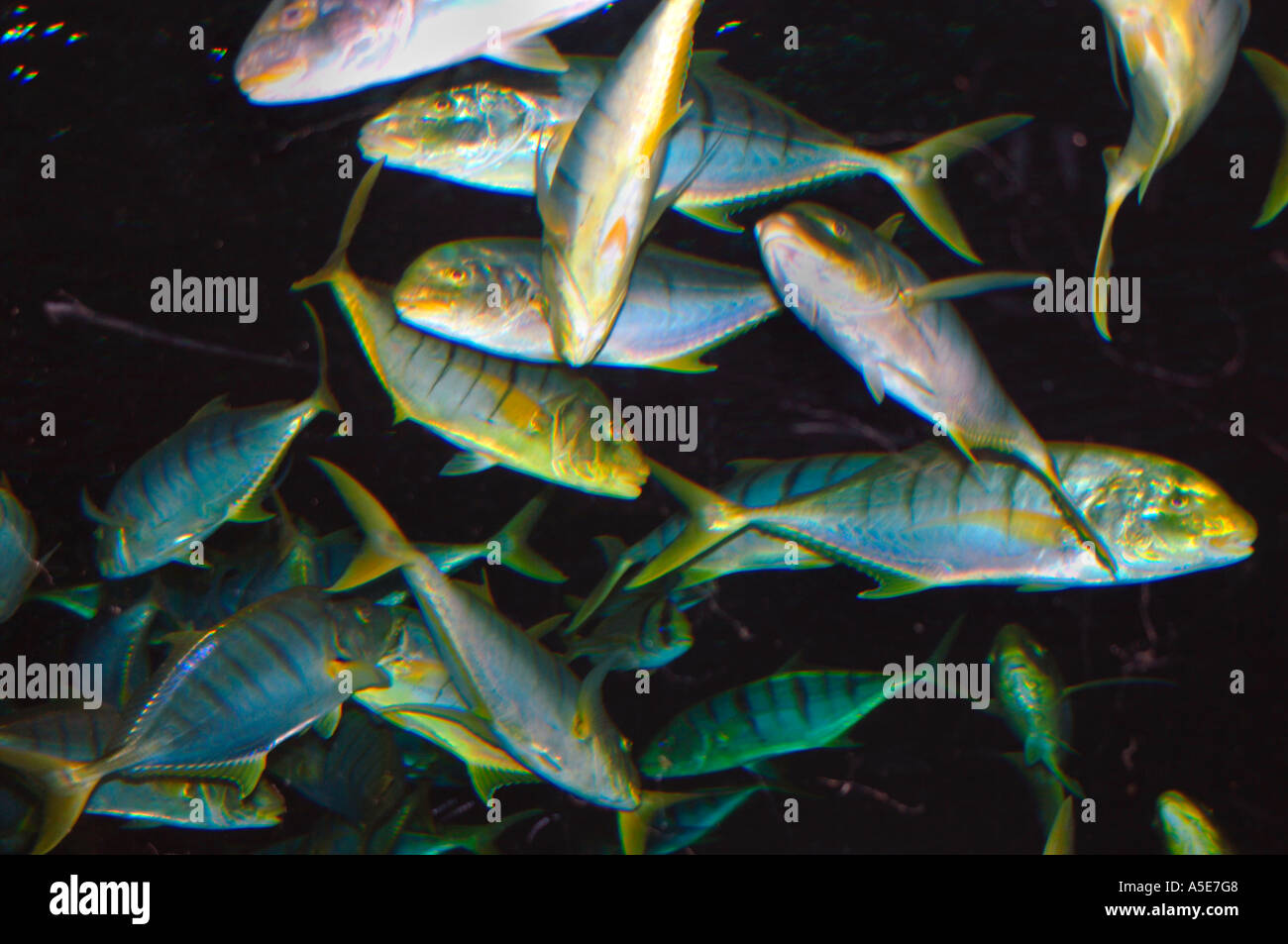 Golden Trevally Fish (Gnathanoden Speciosus Stock Photo - Alamy