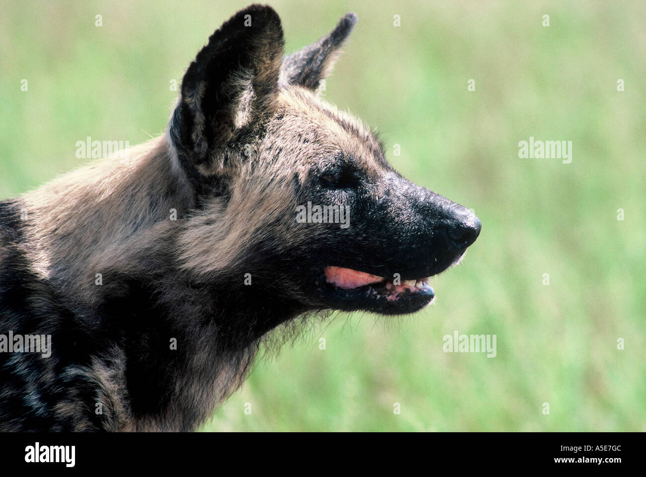 Lyacon pictus hunting hi-res stock photography and images - Alamy