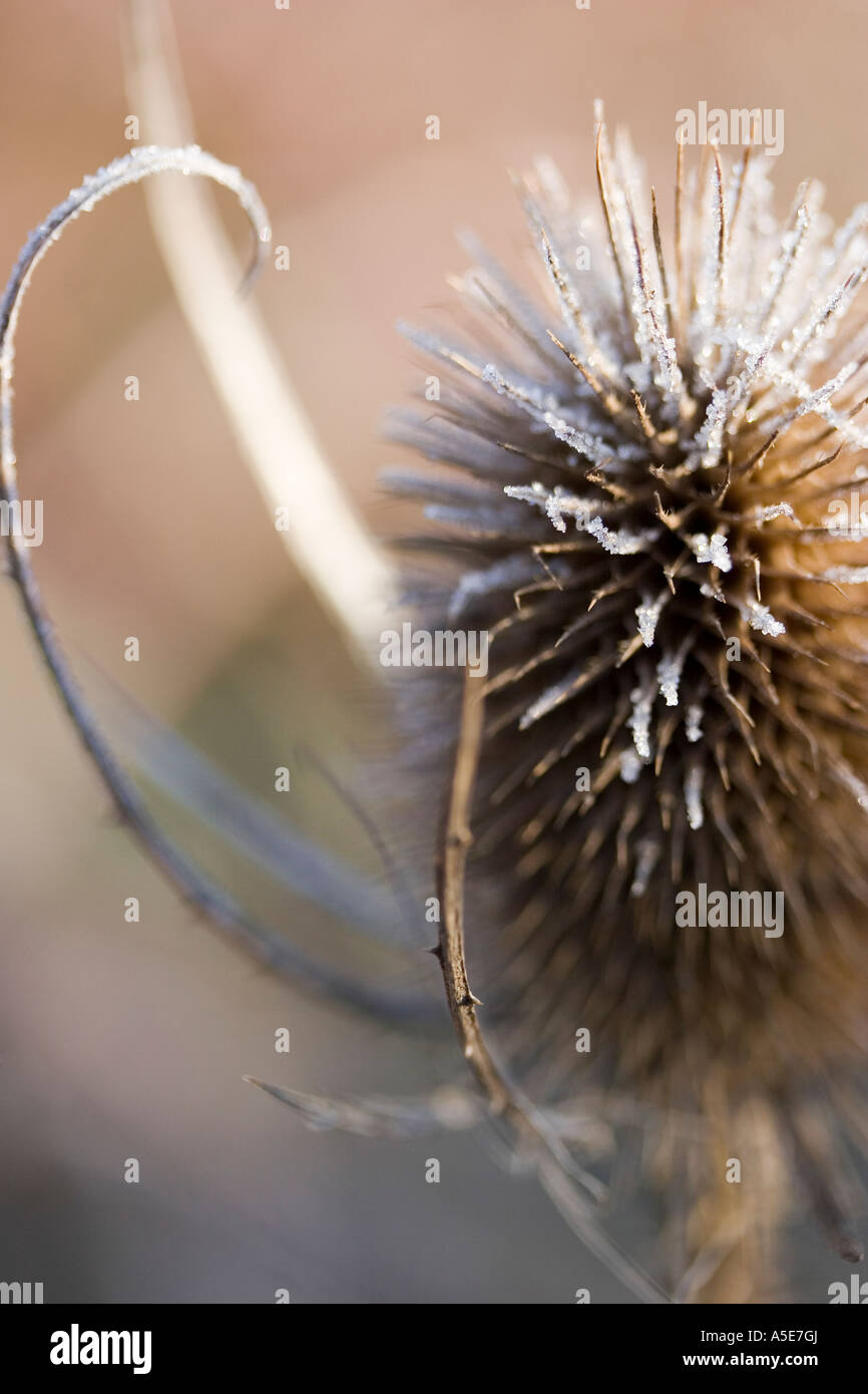 Common teasel hi-res stock photography and images - Alamy