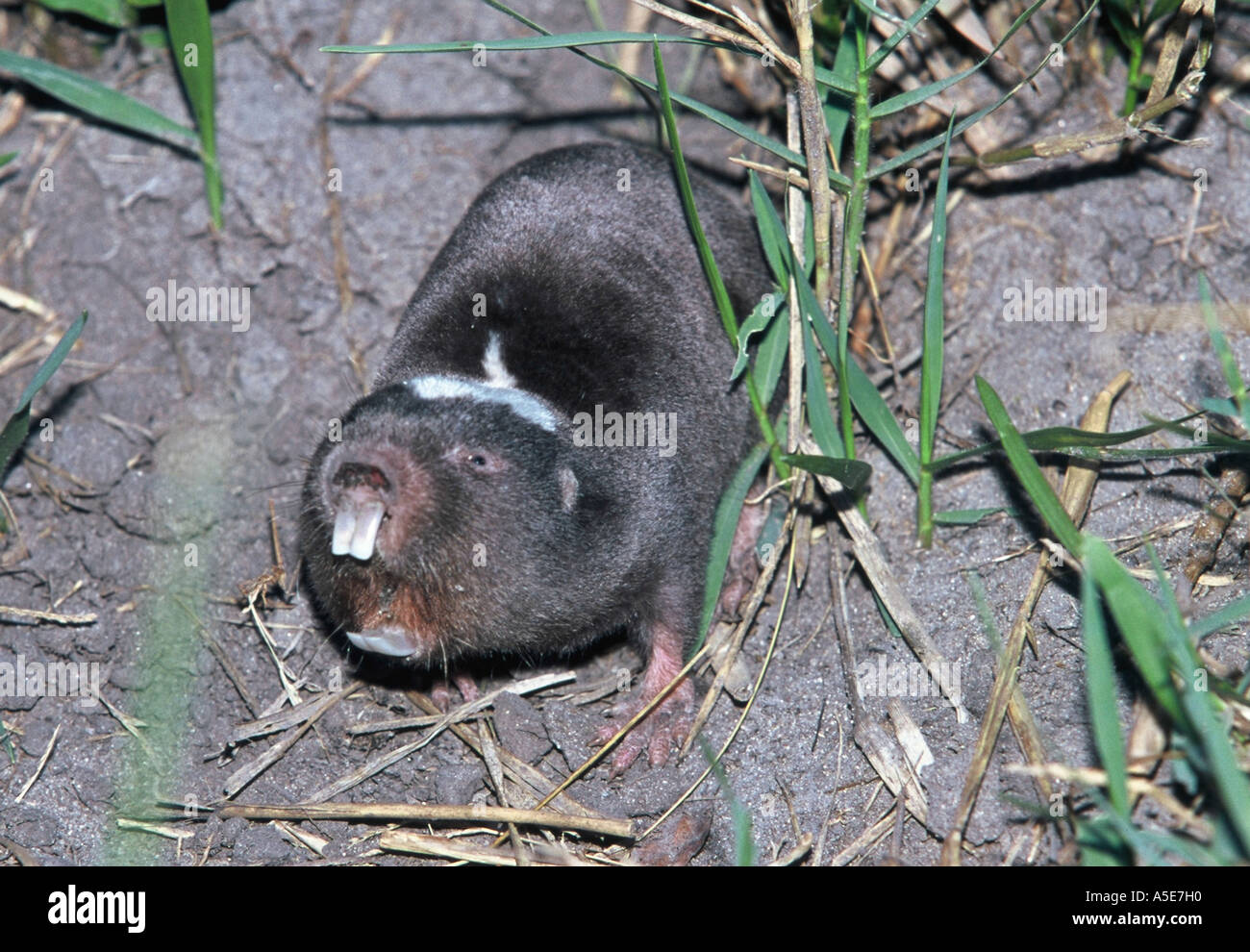 Cryptomys hi-res stock photography and images - Alamy