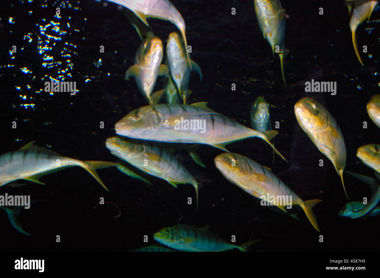 Golden Trevally Fish (Gnathanoden Speciosus Stock Photo - Alamy