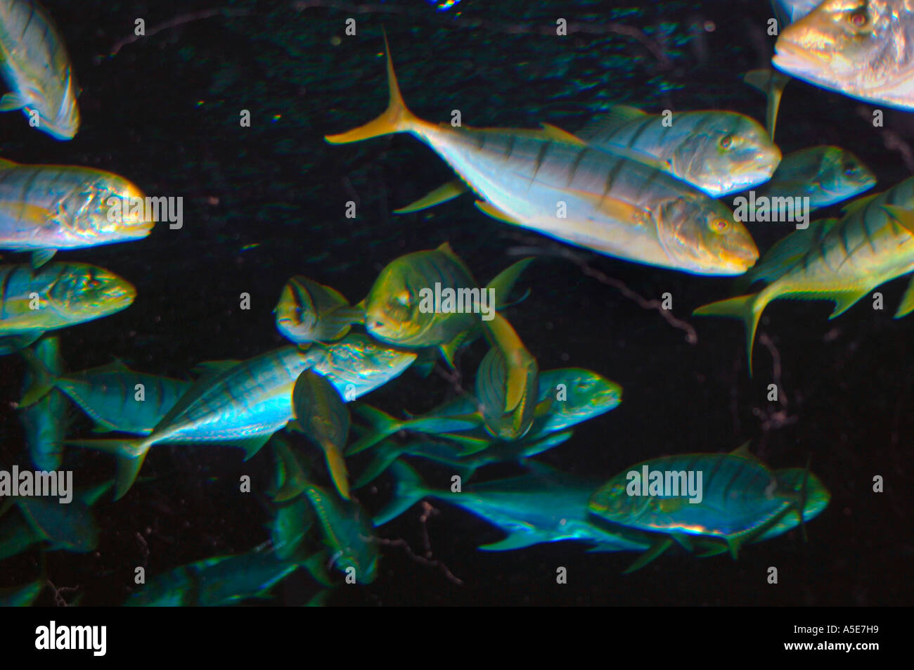 Golden kingfish hi-res stock photography and images - Alamy