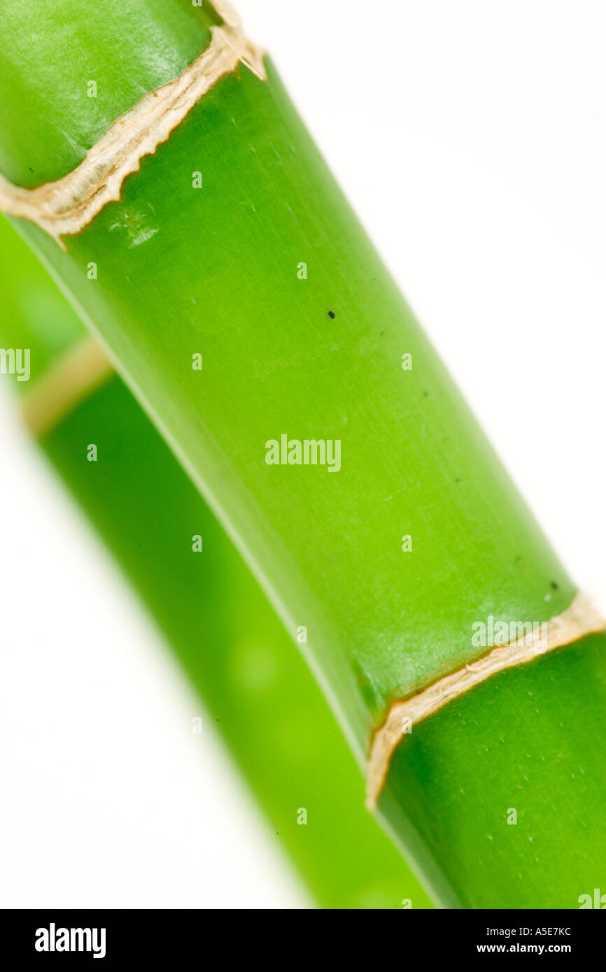 Twisted Bamboo, Lucky Bamboo Stock Photo - Alamy
