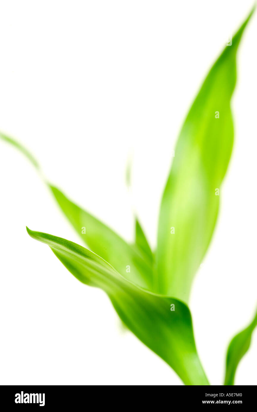 Twisted Bamboo, Lucky Bamboo Stock Photo - Alamy