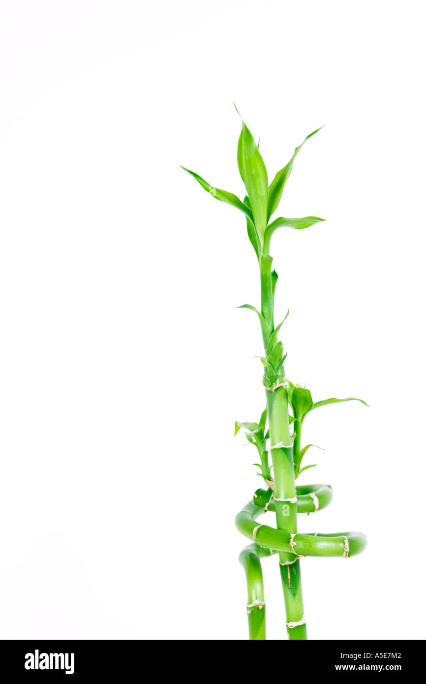 Twisted Bamboo, Lucky Bamboo Stock Photo - Alamy