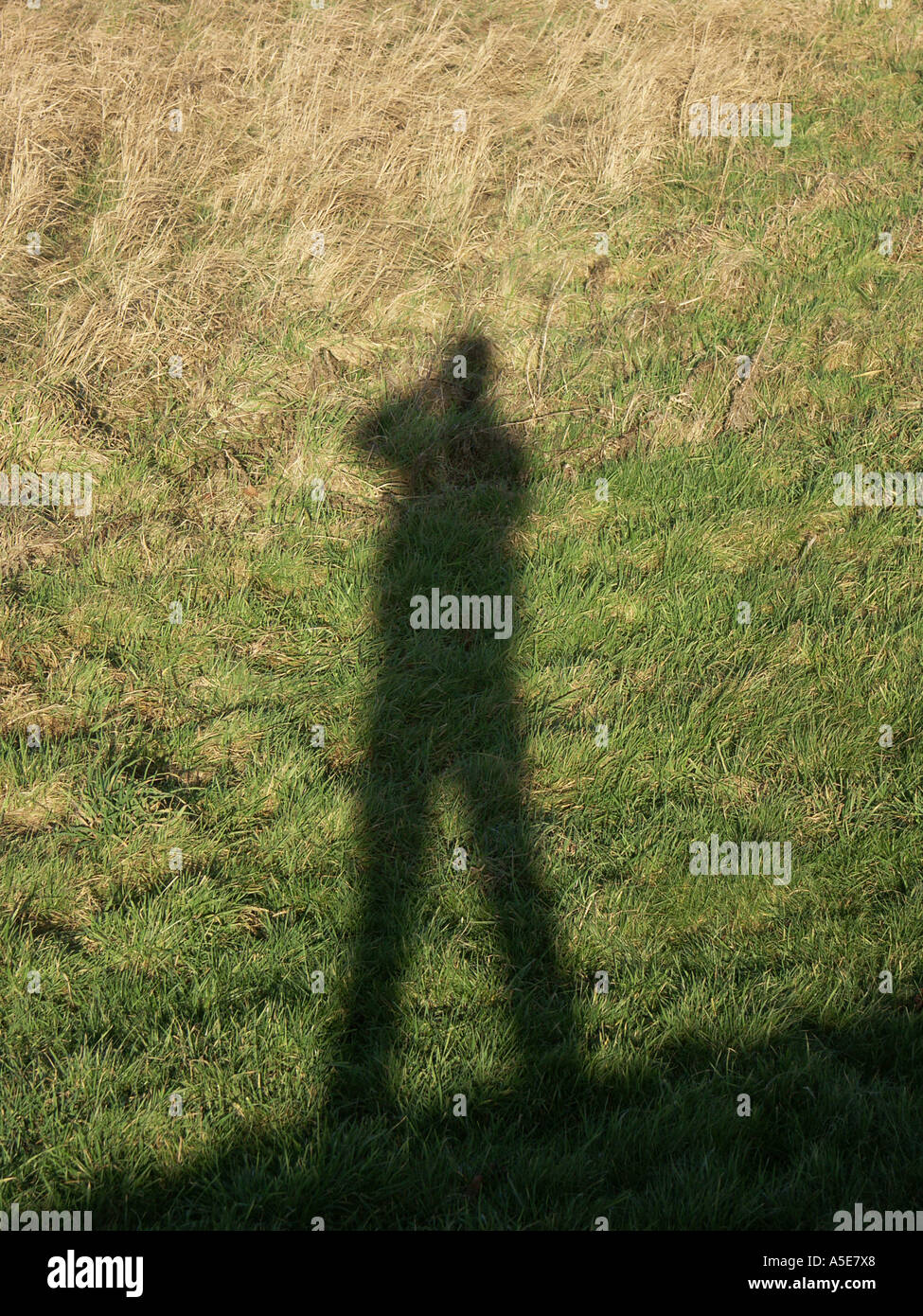 Photographers shadow on grass. Long evening shadow cast onto grass ...