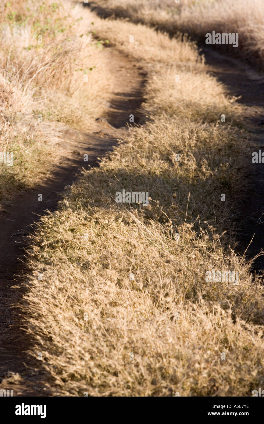 Pathway in dried Grass Hill, Reunion Island Stock Photo - Alamy