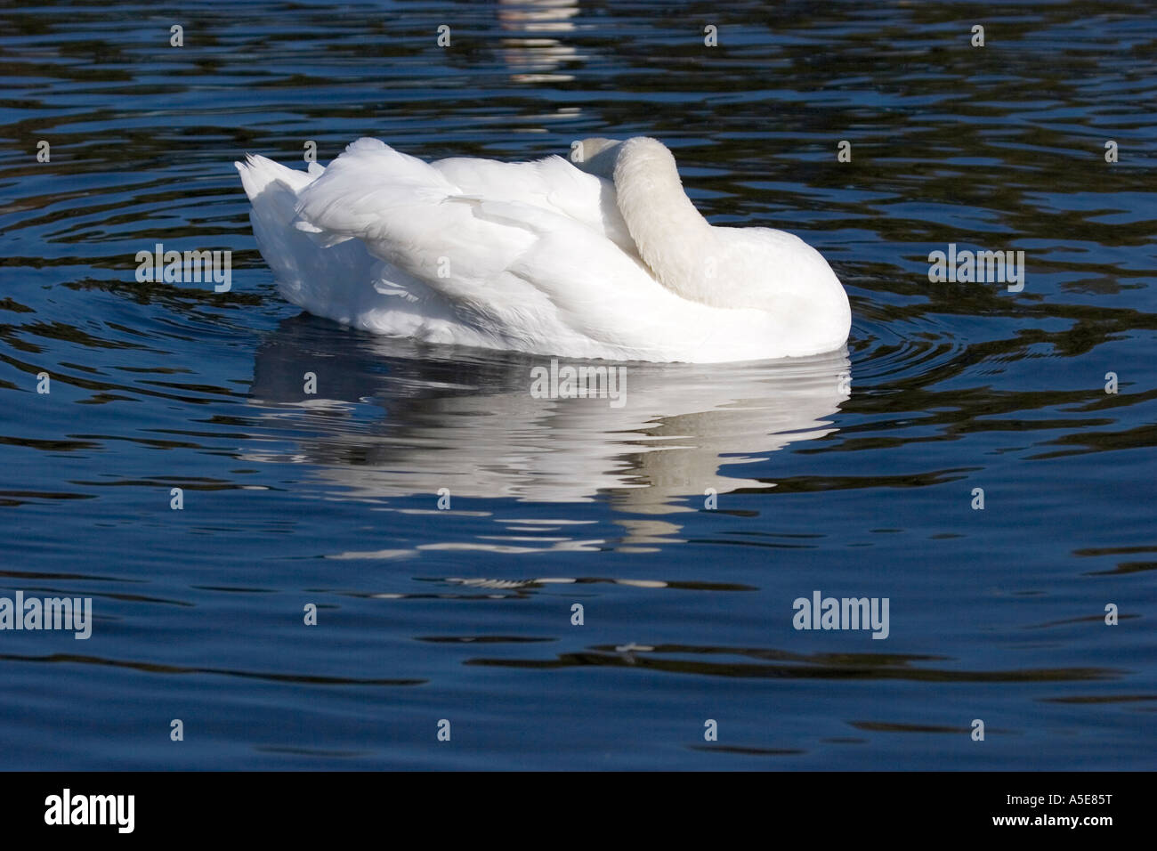 Swan with head tucked under wing Stock Photo - Alamy