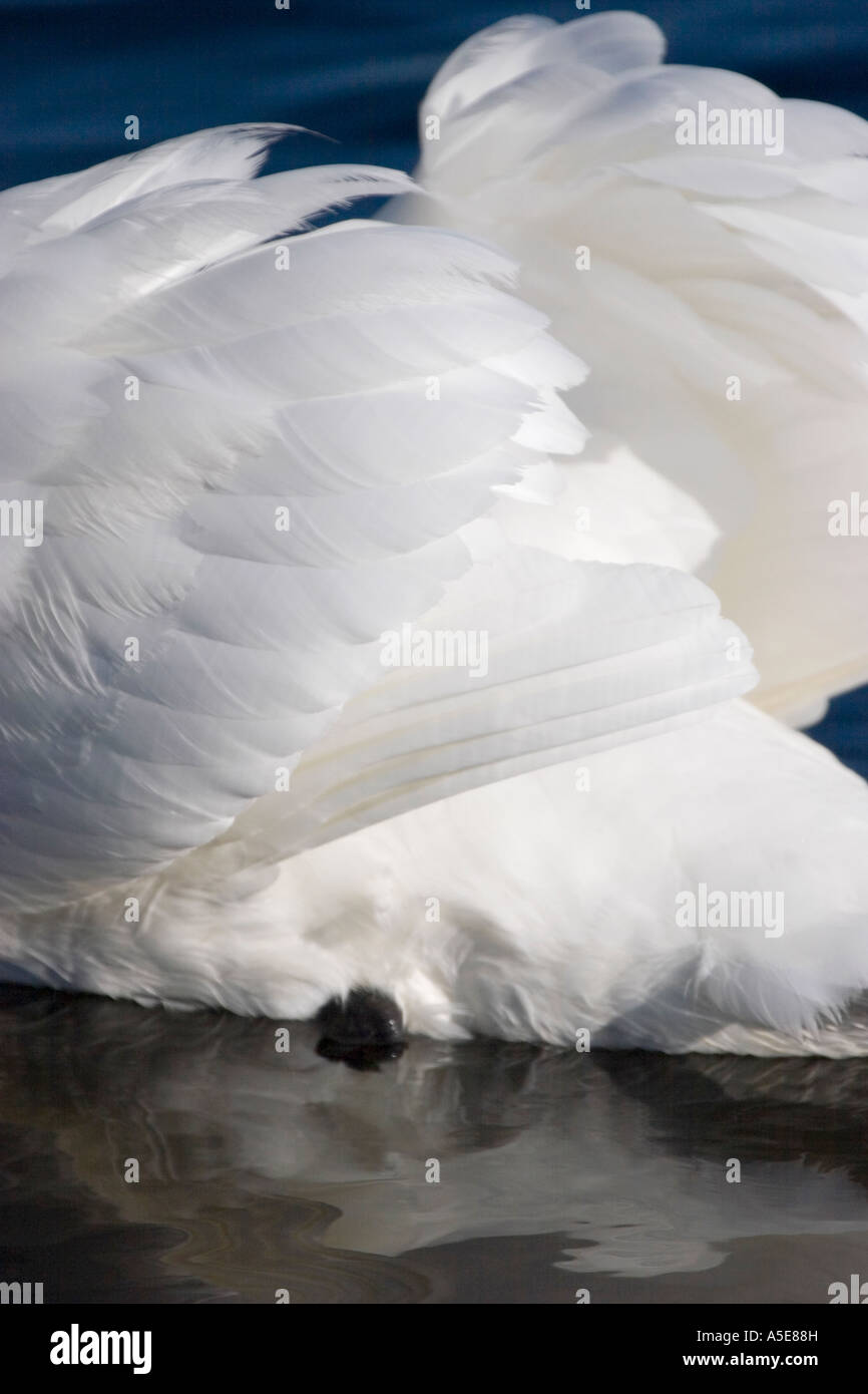 Curled feathers hi-res stock photography and images - Alamy
