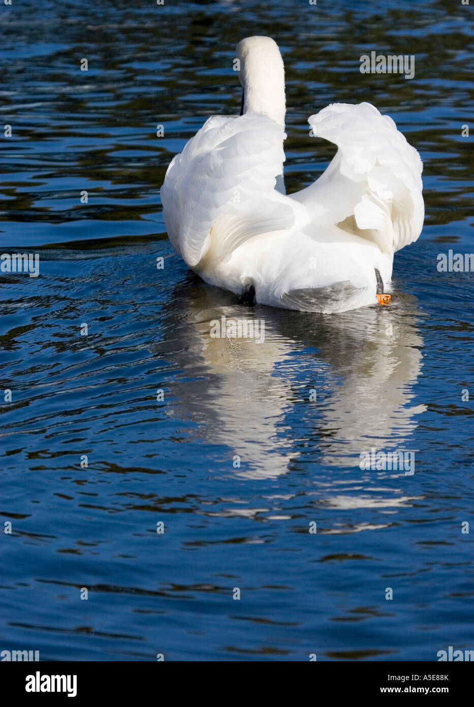 Curled stance hi-res stock photography and images - Alamy