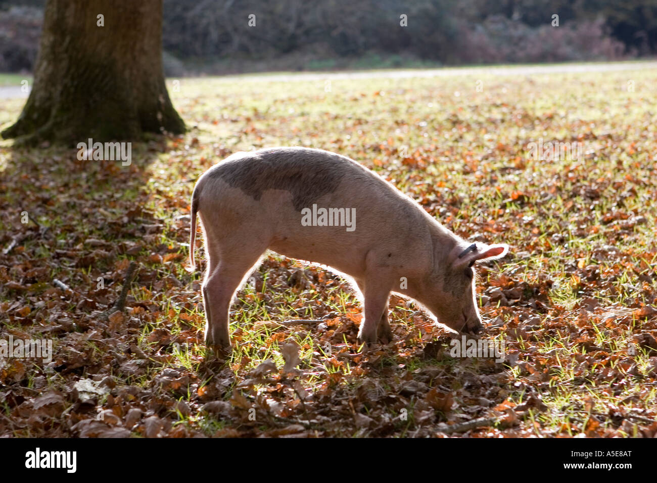 Piglet roaming free in hi-res stock photography and images - Alamy