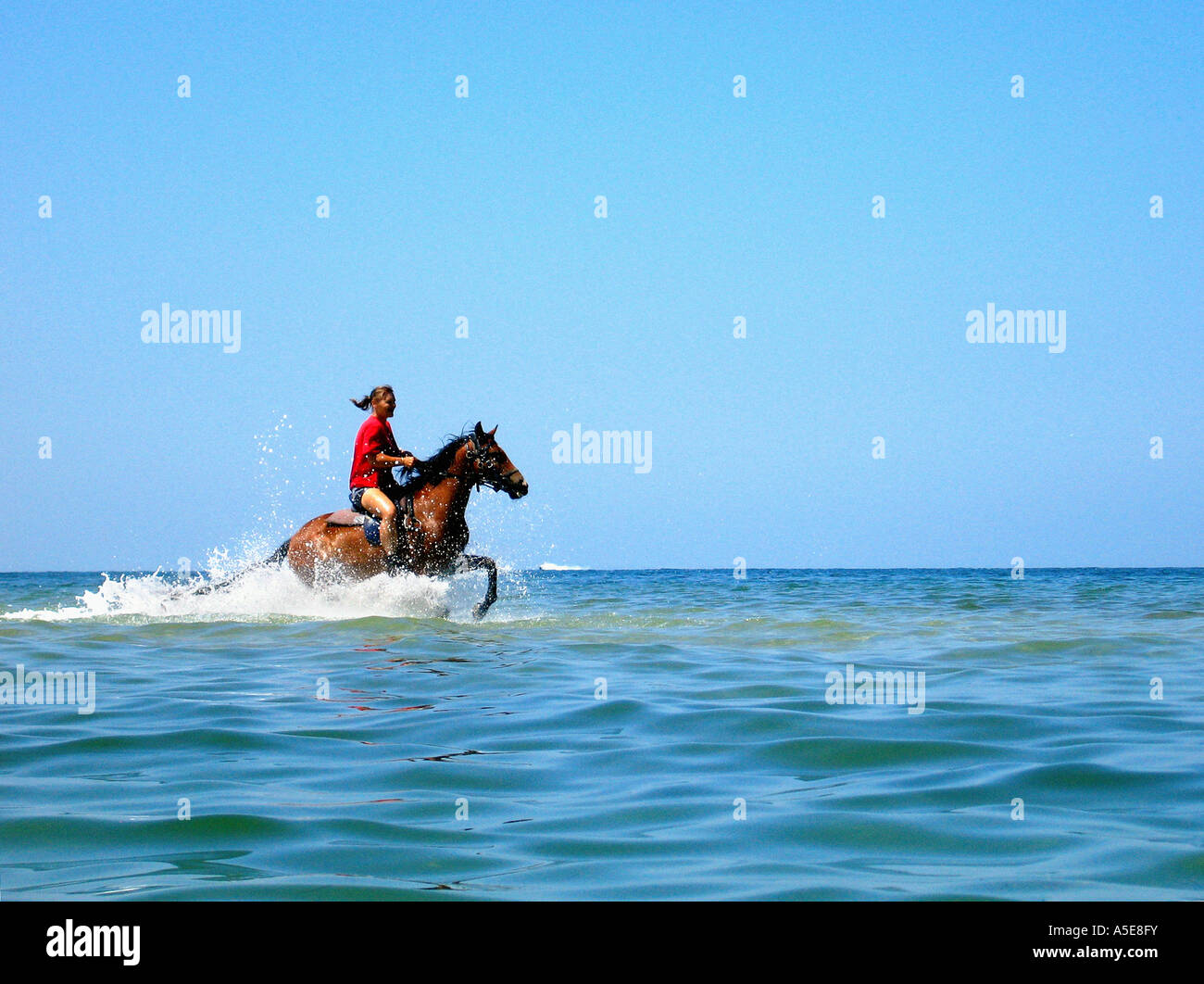 Horse and rider galloping through water Stock Photo - Alamy