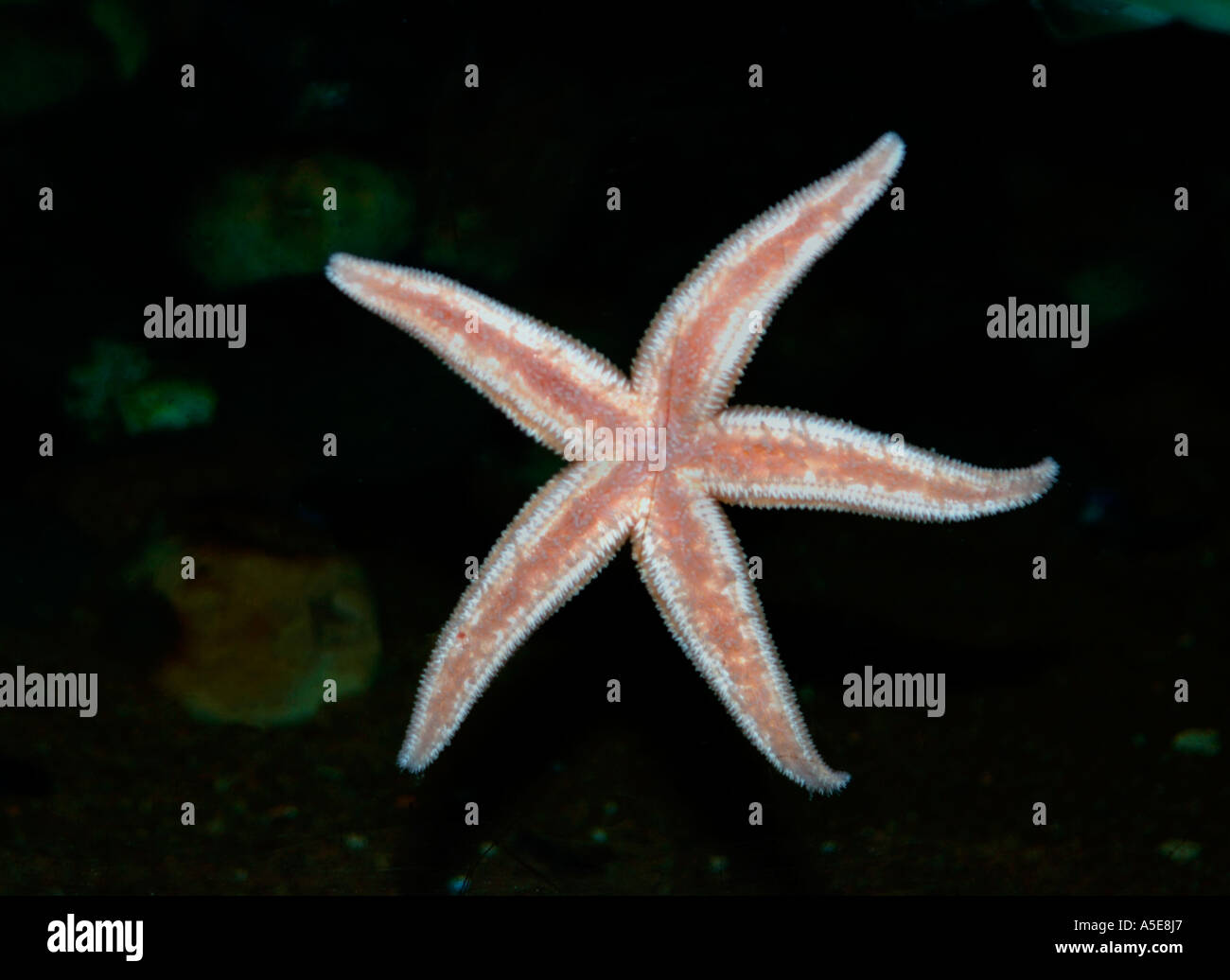 Asteroidea class hi-res stock photography and images - Alamy