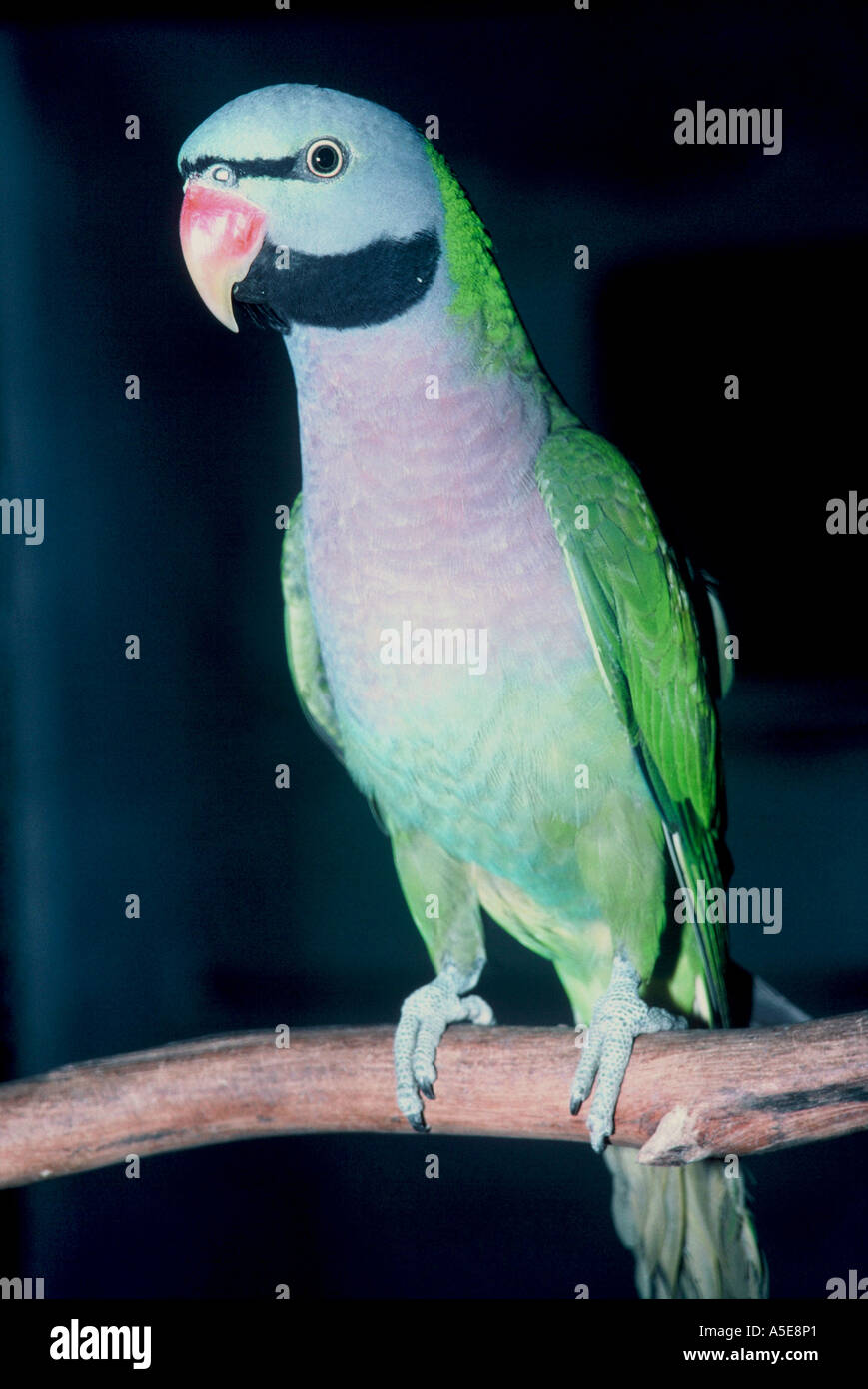 Parakeet, Psittacula alexandri fasciata Stock Photo - Alamy