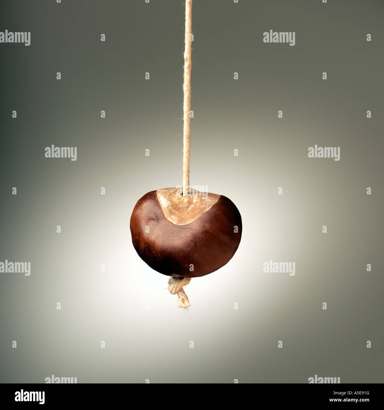 Conker hanging hi-res stock photography and images - Alamy