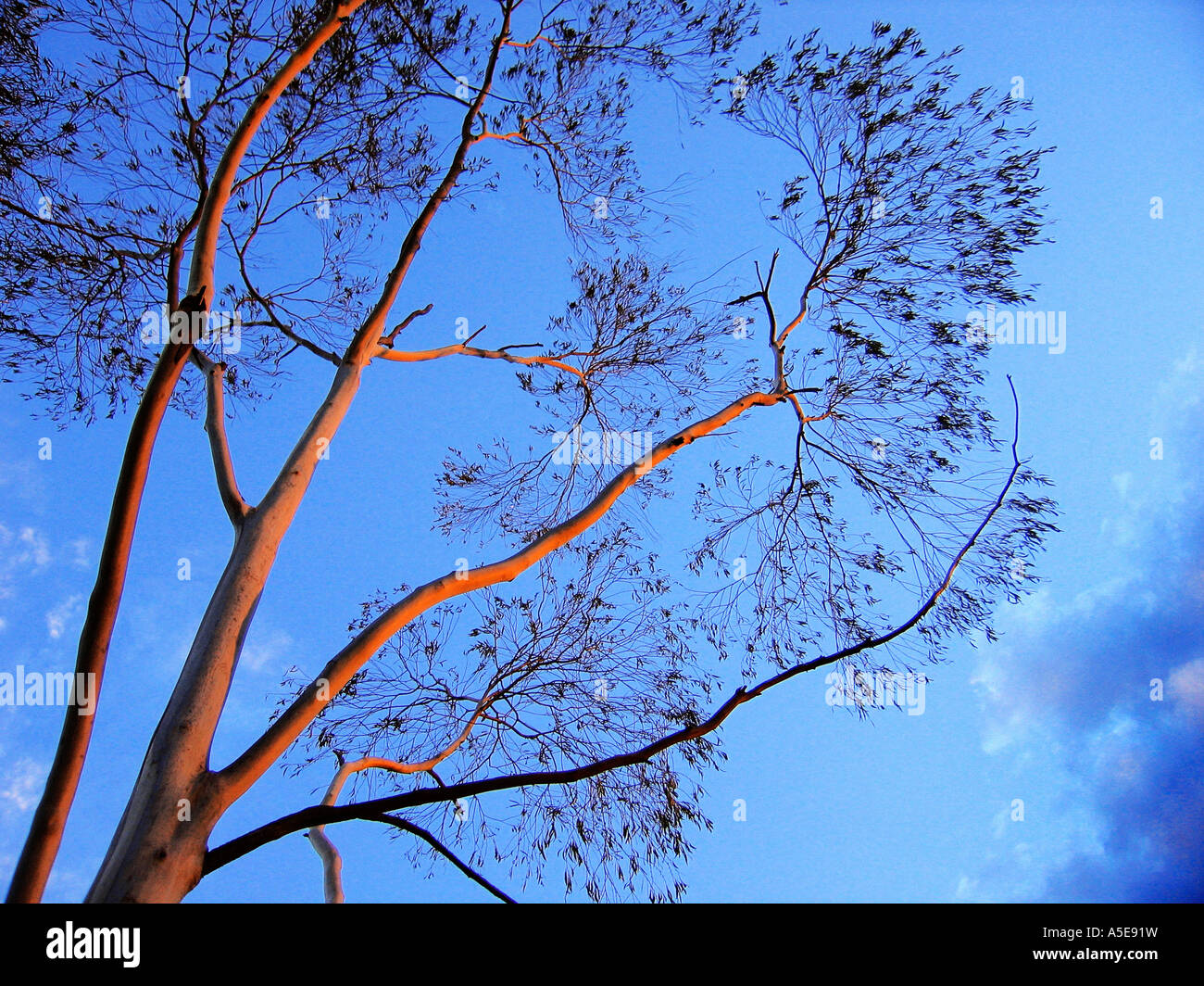 Gum tree in warm sunset Stock Photo - Alamy