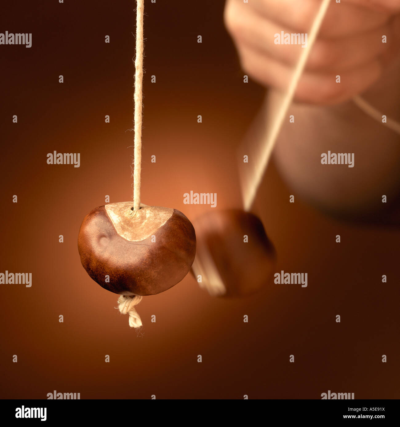 Swinging Conkers hanging from a string against a brown background Stock ...