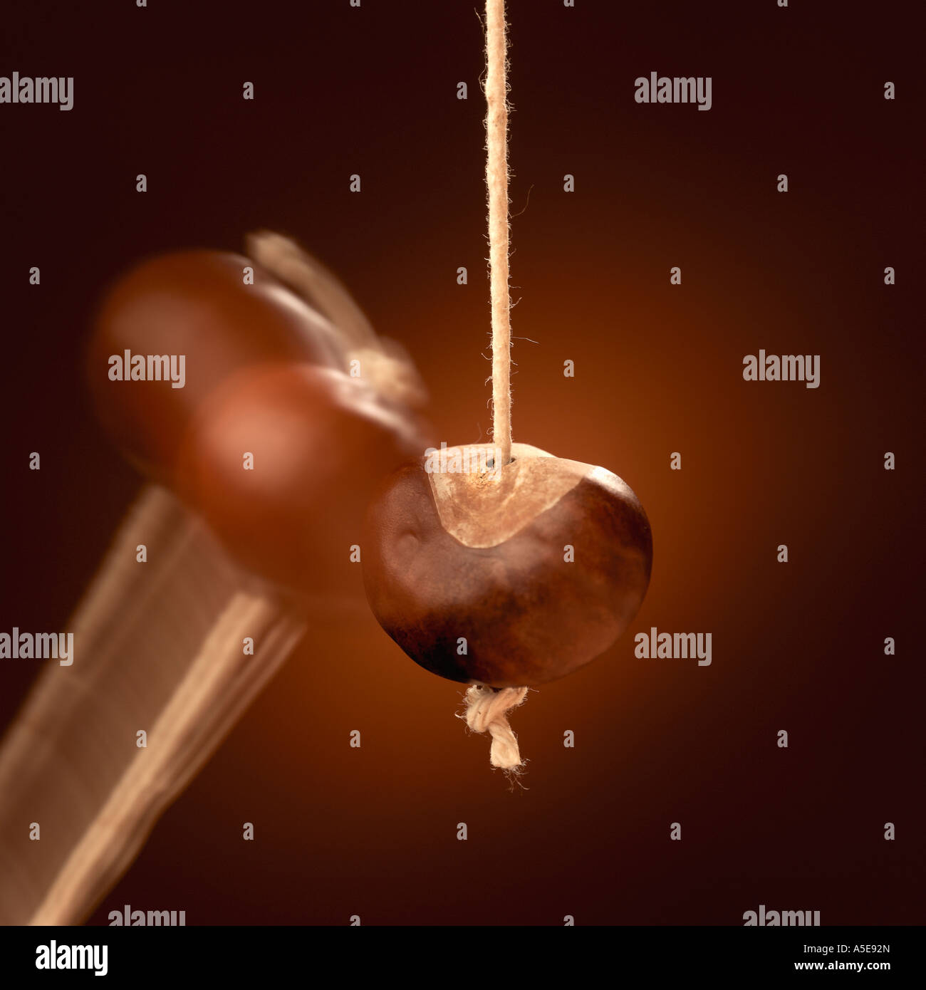 Swinging Conkers hanging from a string against a brown background Stock ...