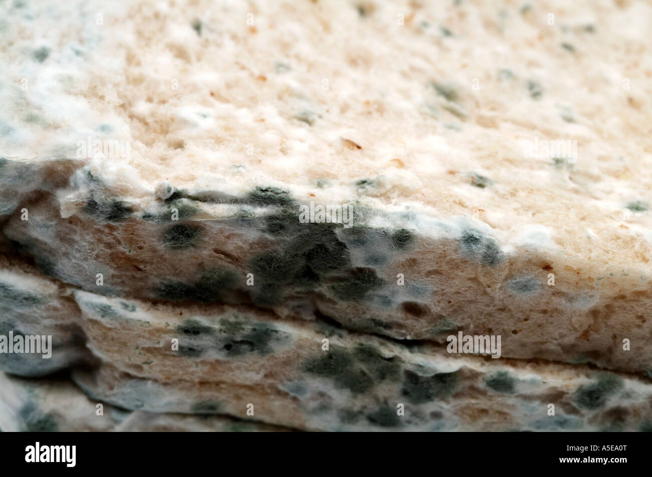 Mouldy bread food Stock Photo - Alamy