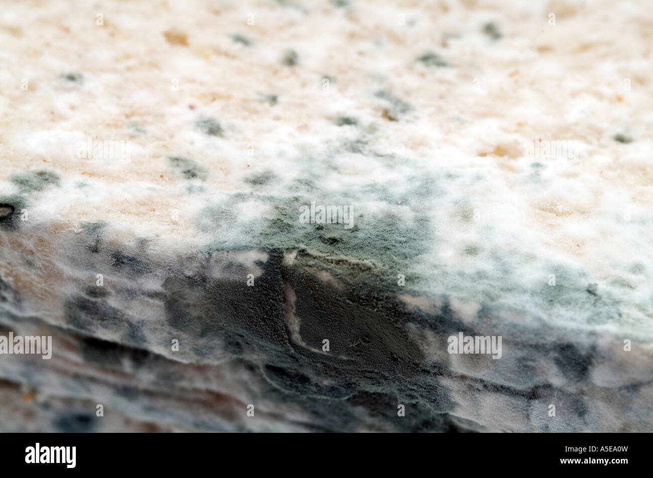 Mouldy bread food Stock Photo - Alamy