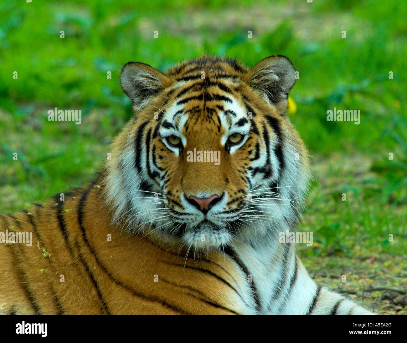Siberian tiger , Sibirische Tiger, Panthera tigris altaica, Amurtiger ...