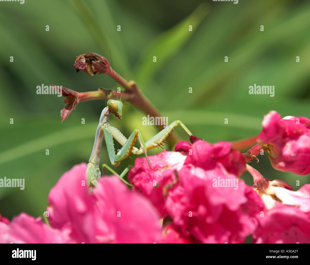 Praying Mantis on oleander ,Mantis religiosa, Gottesanbeterin auf ...