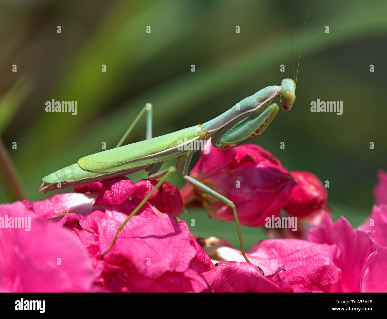 Praying Mantis on oleander ,Mantis religiosa, Gottesanbeterin auf ...