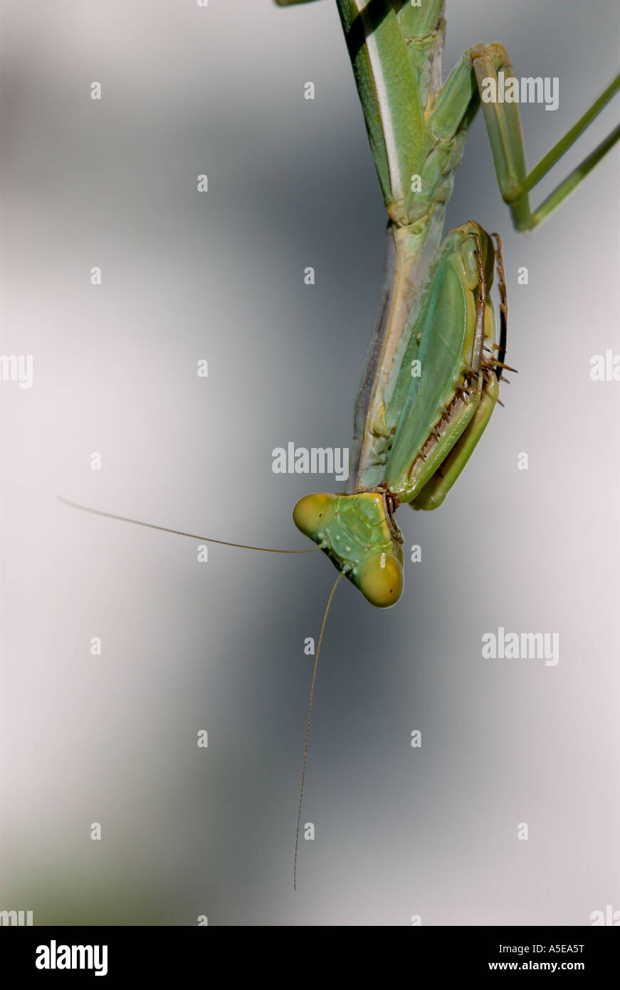 Praying Mantis ,Mantis religiosa, Gottesanbeterin , Spain Stock Photo ...