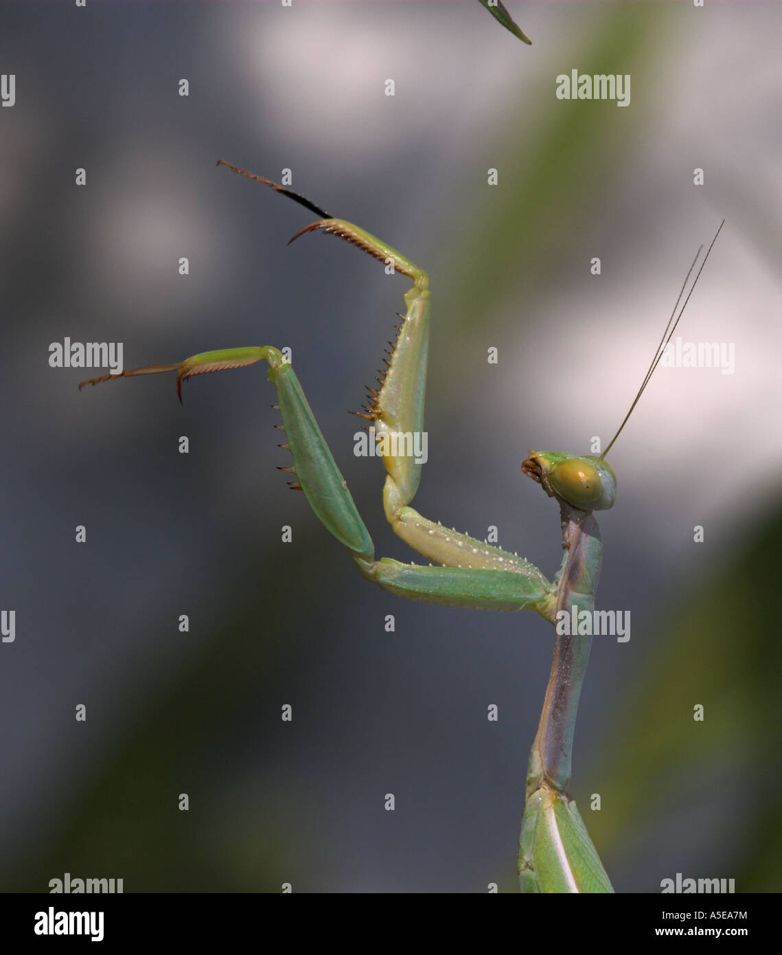 Praying ,Mantis religiosa, Gottesanbeterin , Spain Stock Photo - Alamy
