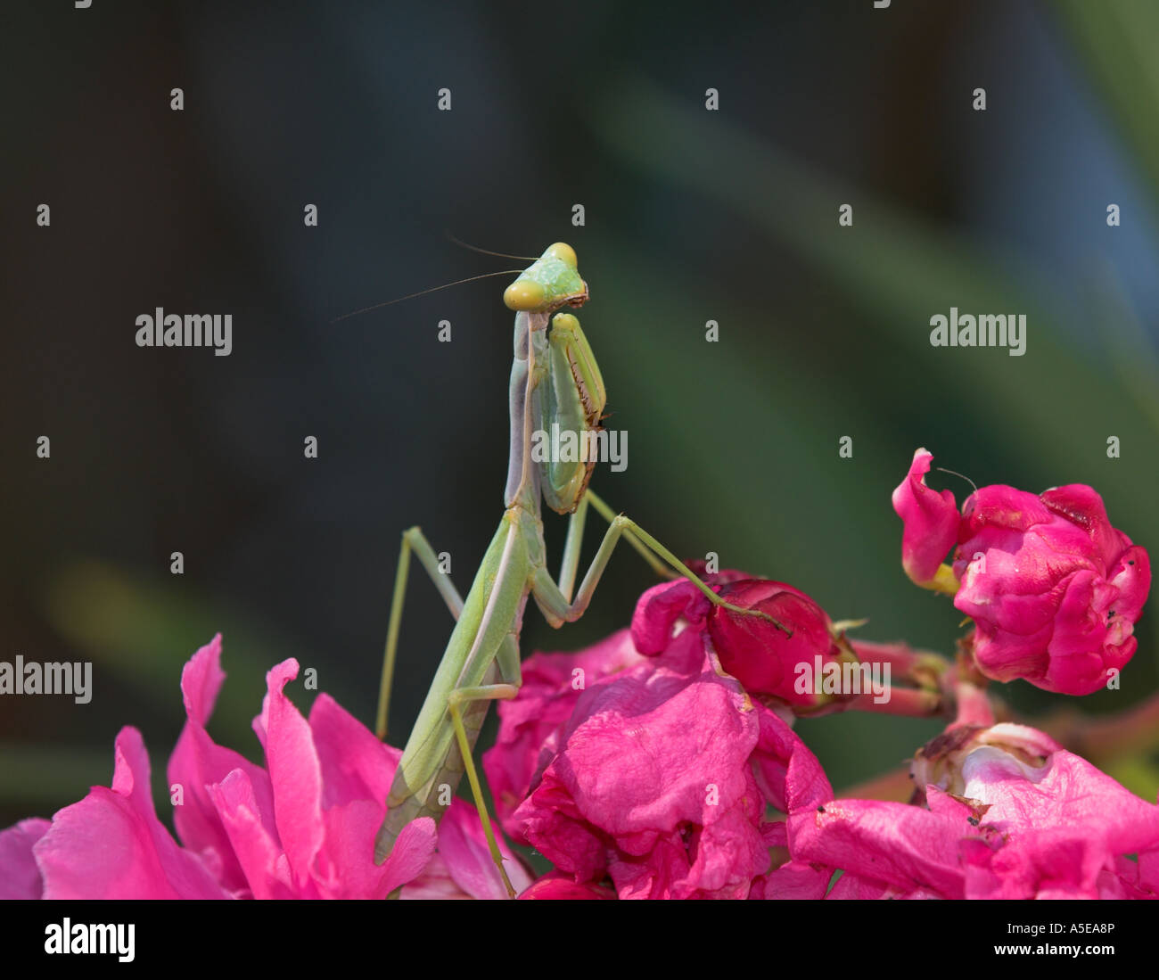Praying Mantis on oleander ,Mantis religiosa, Gottesanbeterin auf ...