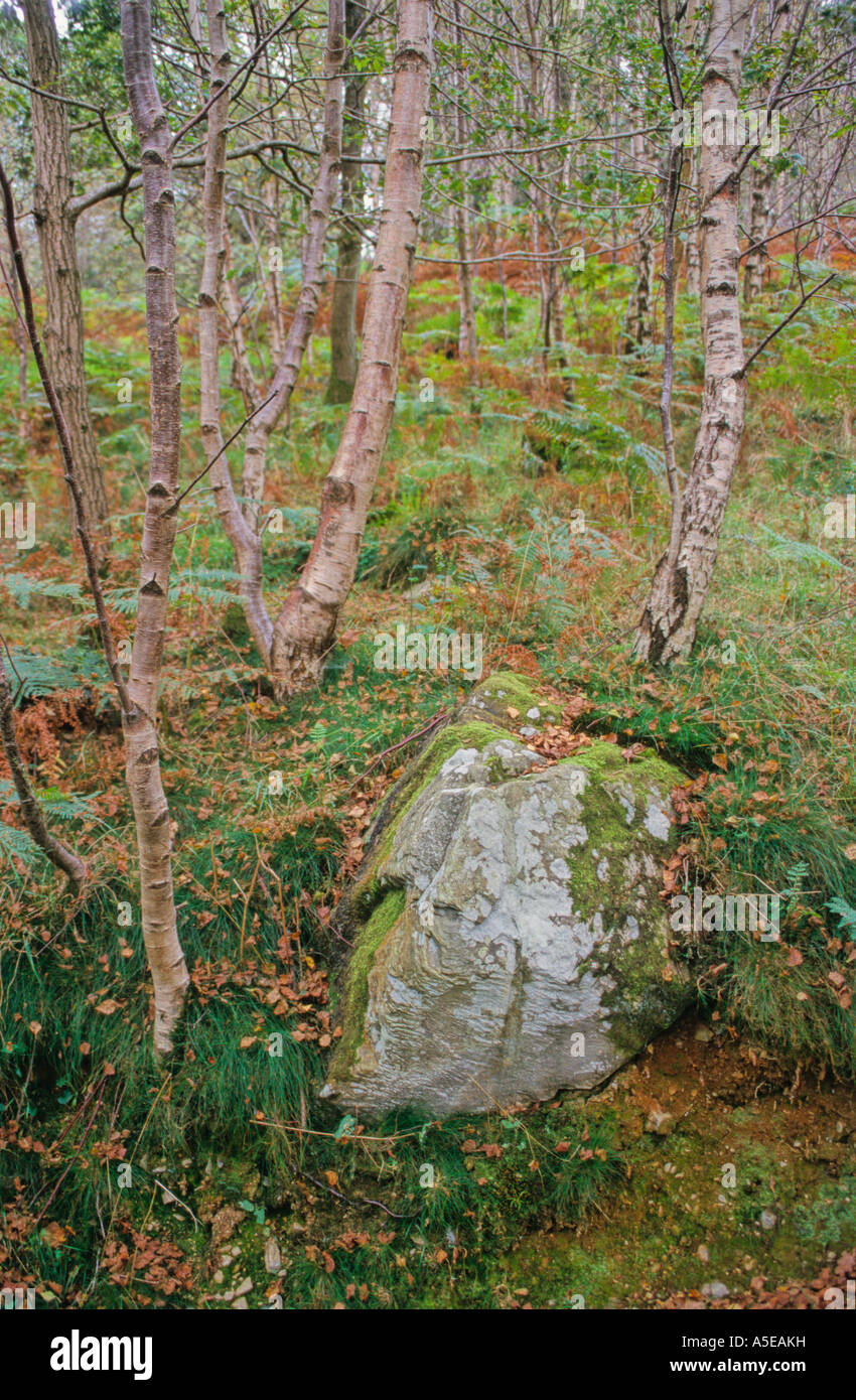 Woodland near Backbarrow, The Lake District, Cumbria, UK Stock Photo ...