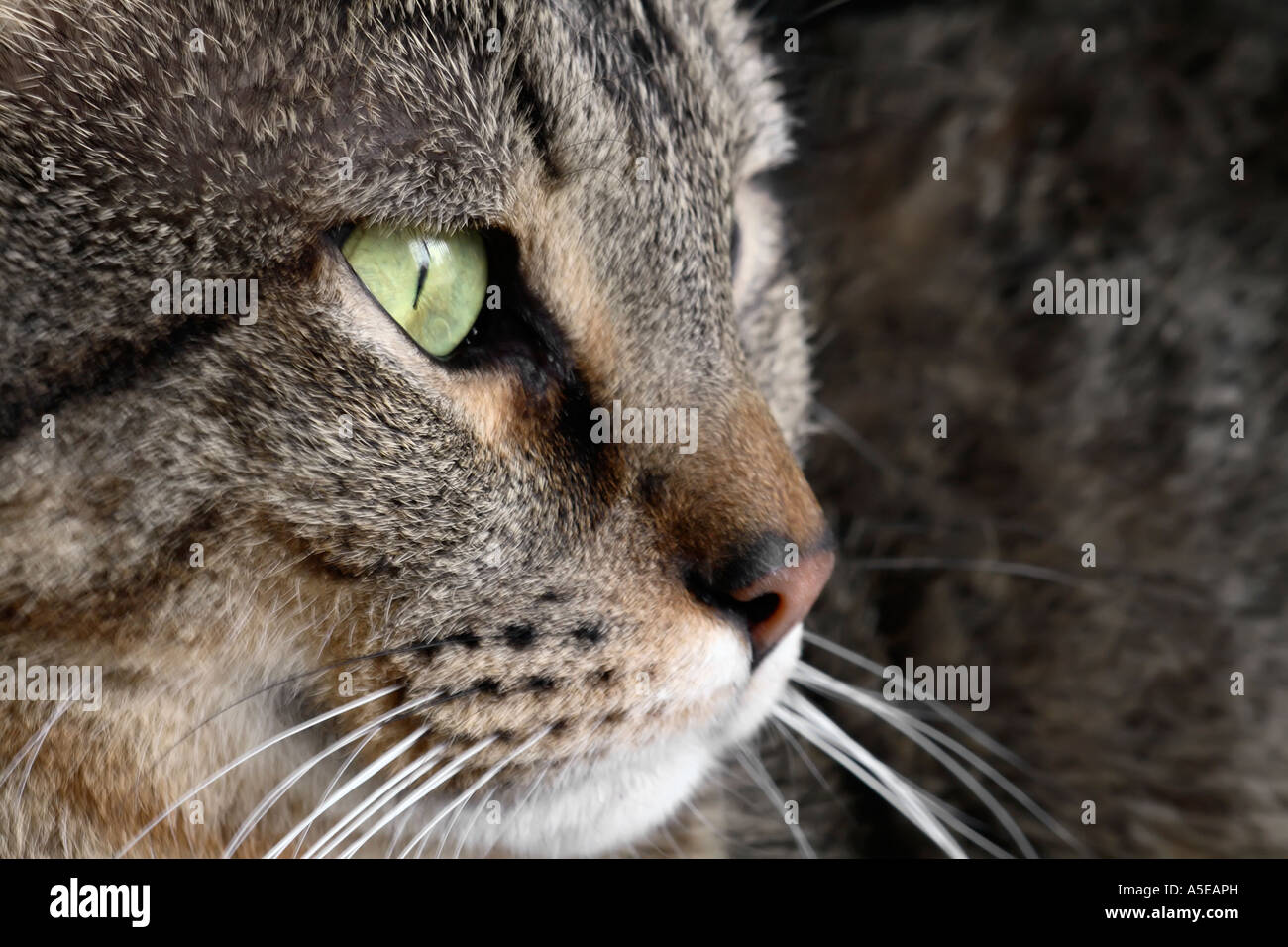 Nonchalant look hi-res stock photography and images - Alamy