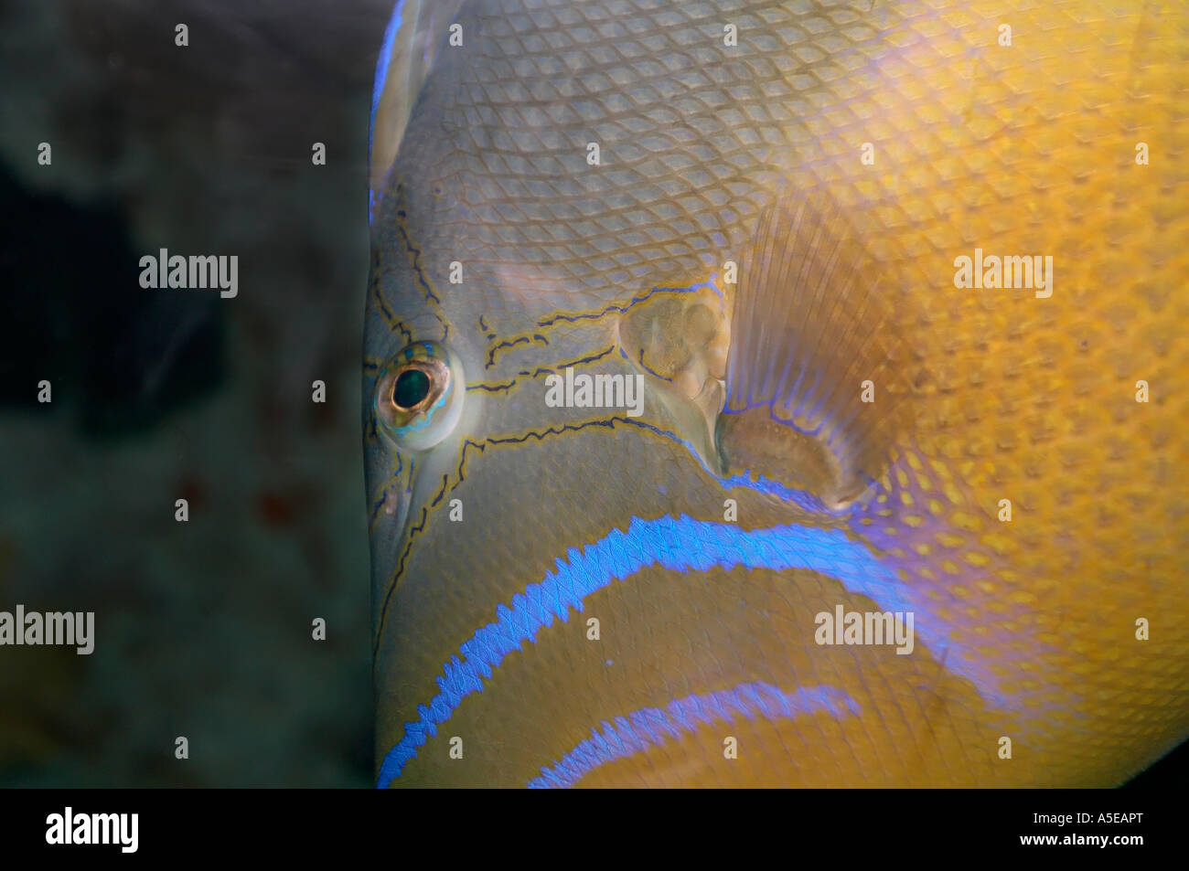 Queen Triggerfish (Balistes vetula Stock Photo - Alamy