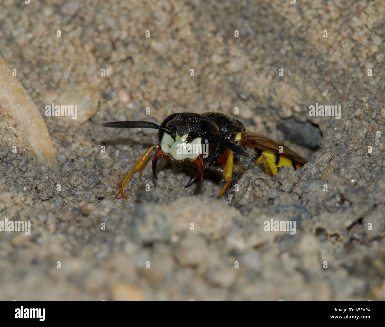 Bee wolf Philanthus triangulum Stock Photo - Alamy