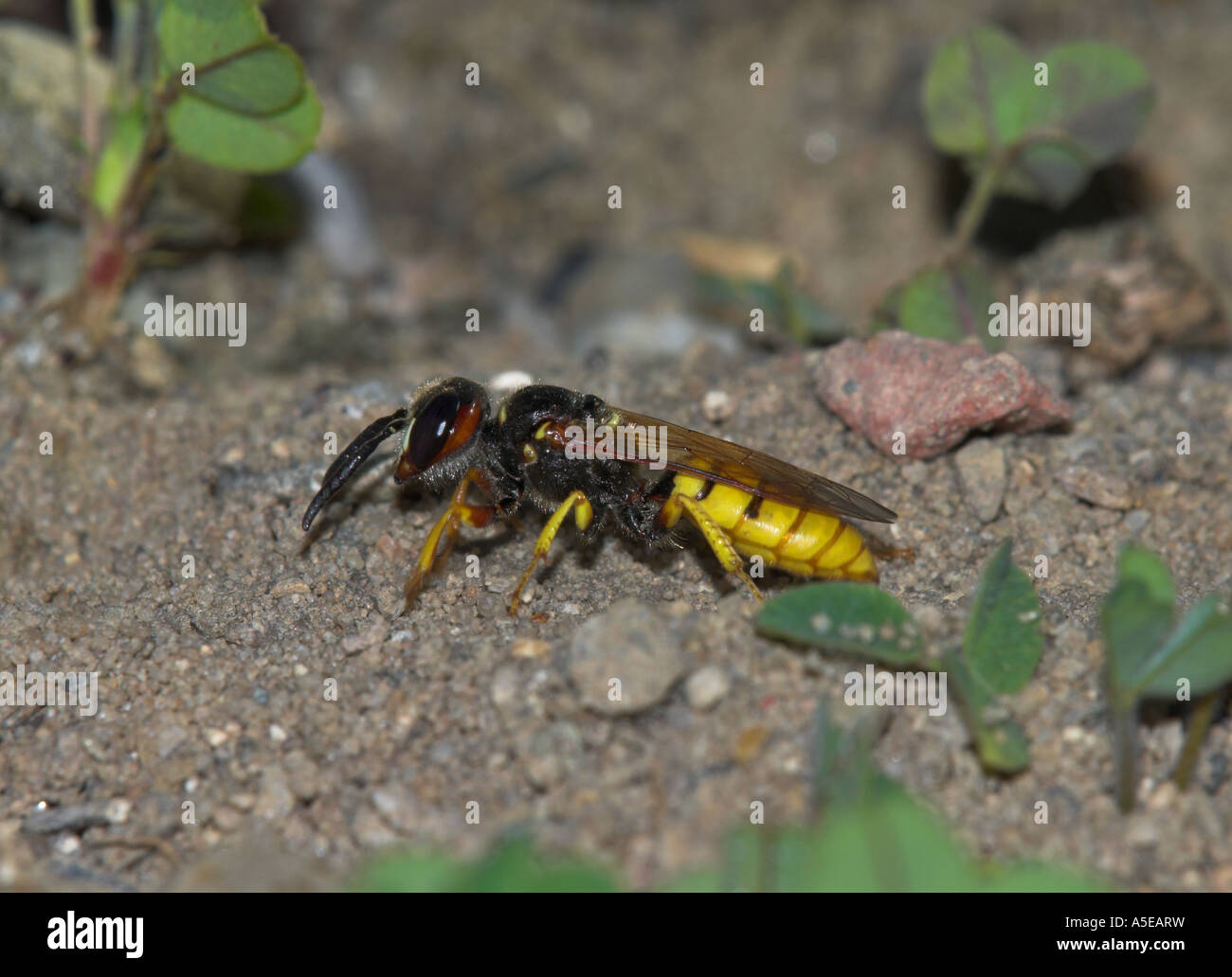 Bee Wolf Philanthus triangulum Stock Photo - Alamy