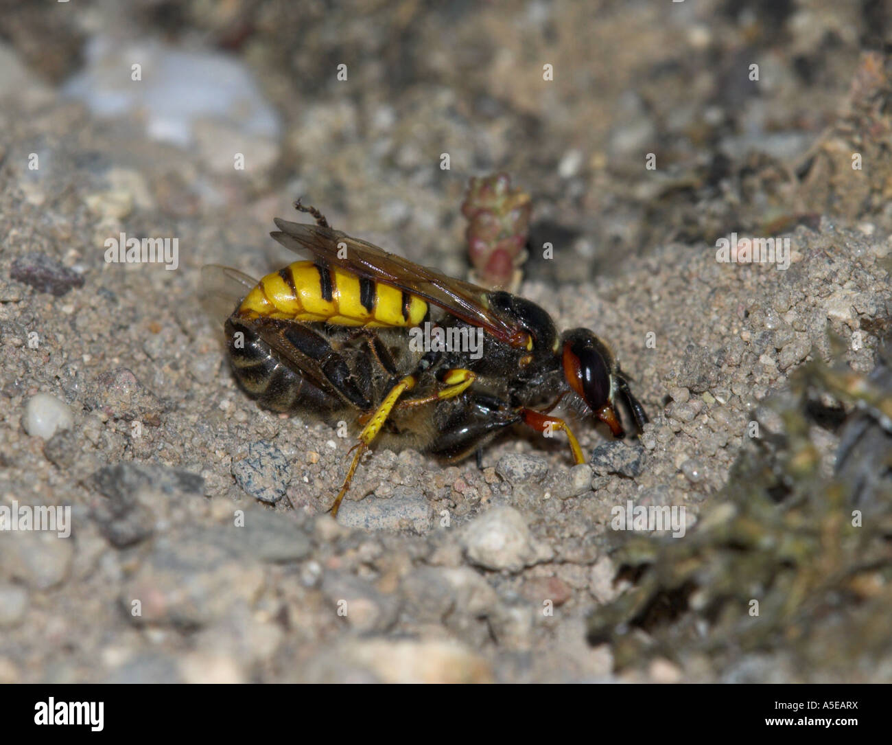 Philanthus hi-res stock photography and images - Alamy